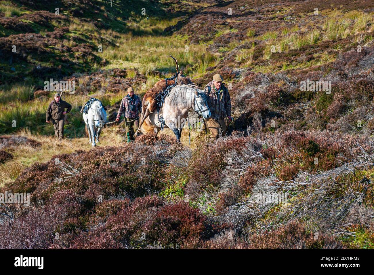 Scotland, UK – A ghillie’s leading his working highland pony off the hill as it carries a Red ...