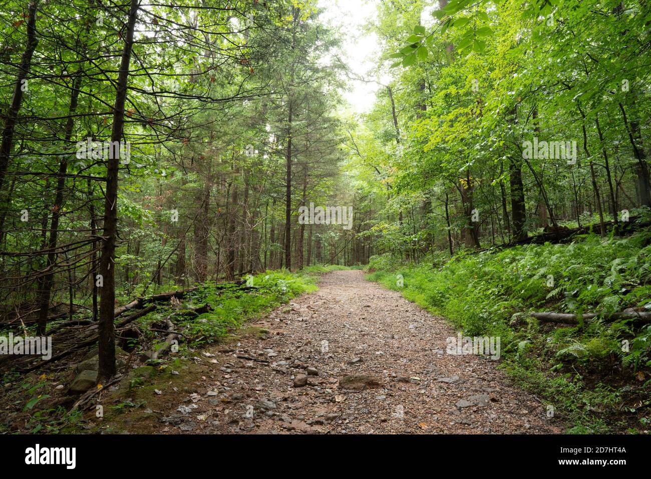 A small stone trail in the green woodlands of the mid summer Stock ...