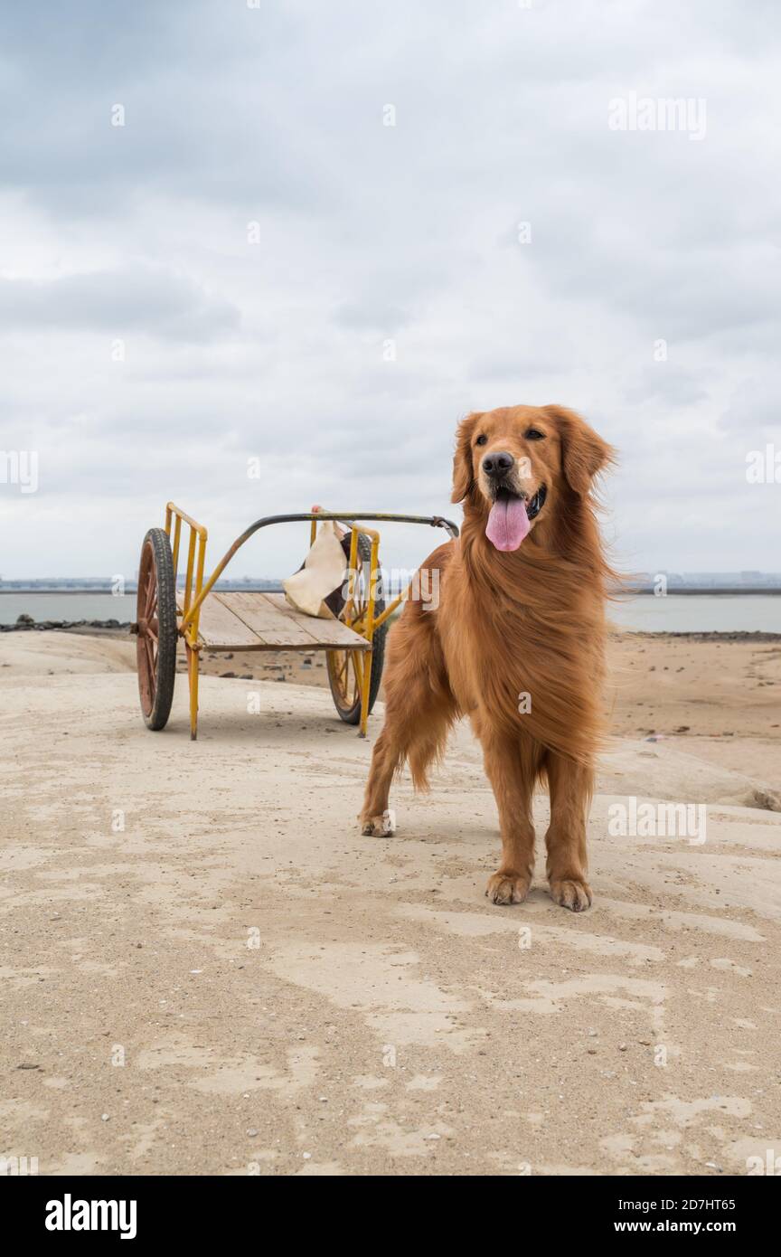 Golden retriever standing on sand dune Stock Photo - Alamy