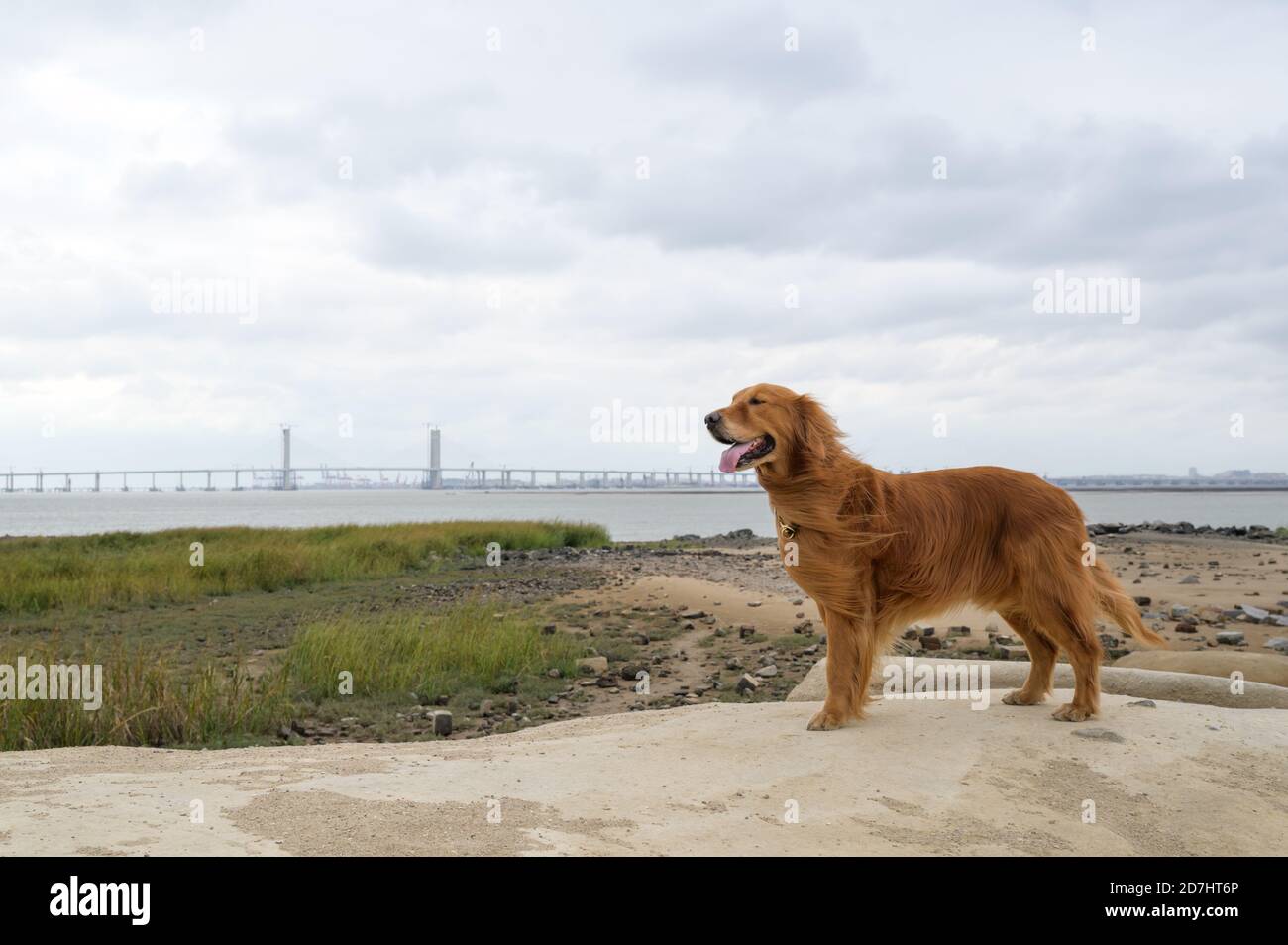 Golden retriever standing on sand dune Stock Photo - Alamy