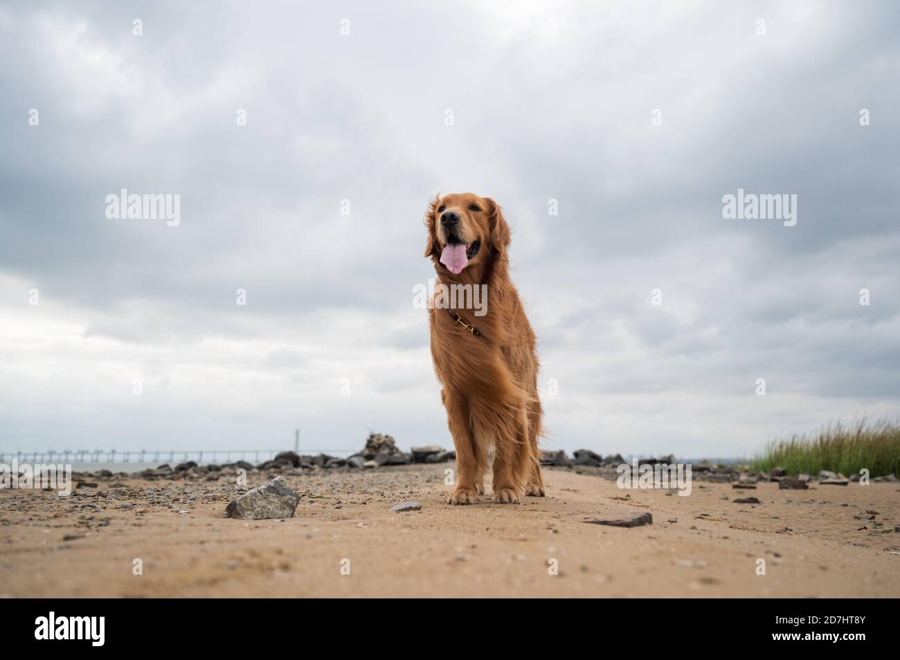 Golden retriever standing on sand dune Stock Photo - Alamy