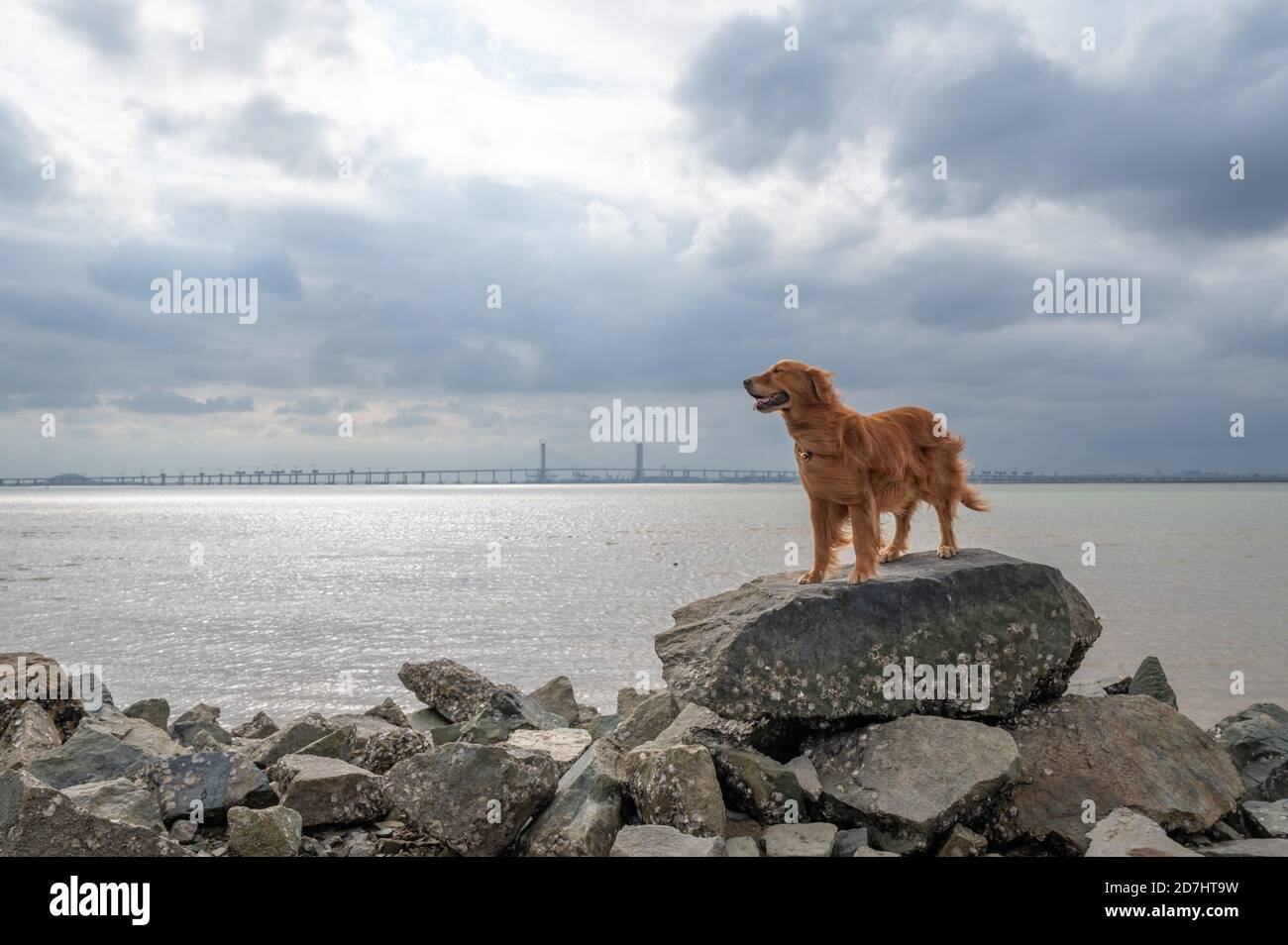 Golden retriever standing on top of the rock Stock Photo - Alamy