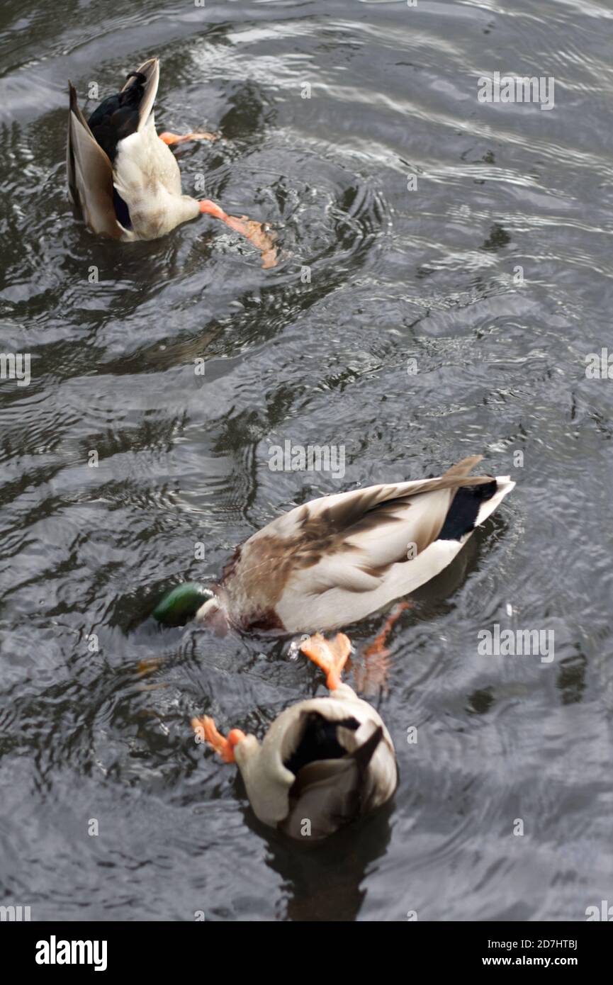Bottom pond hi-res stock photography and images - Alamy