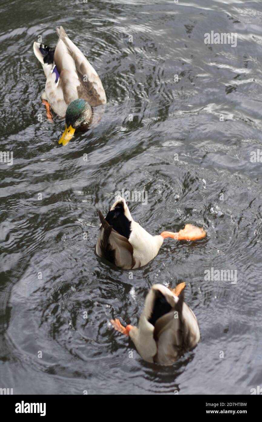 Dipping birds hi-res stock photography and images - Alamy