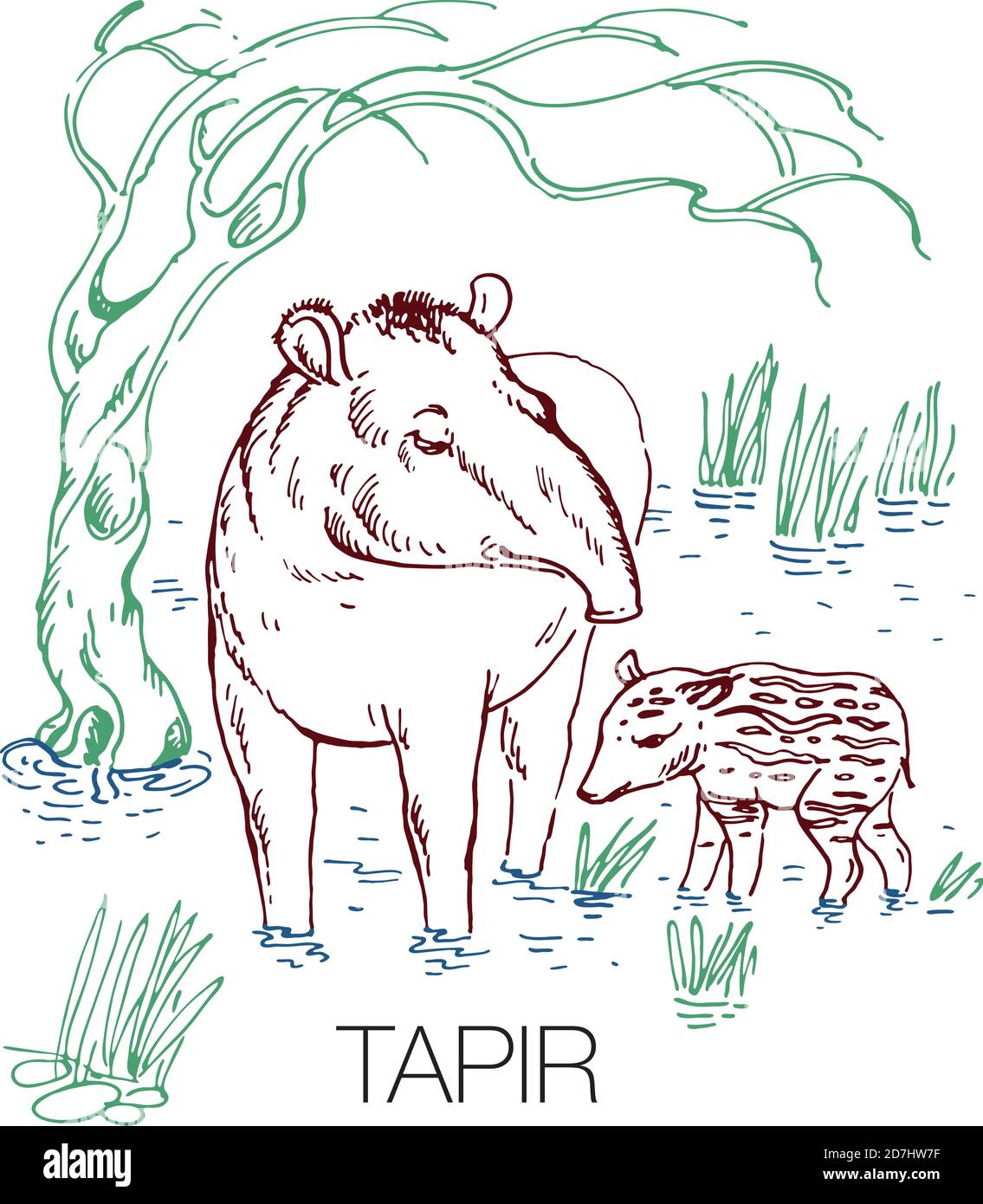 Tapir Drawing