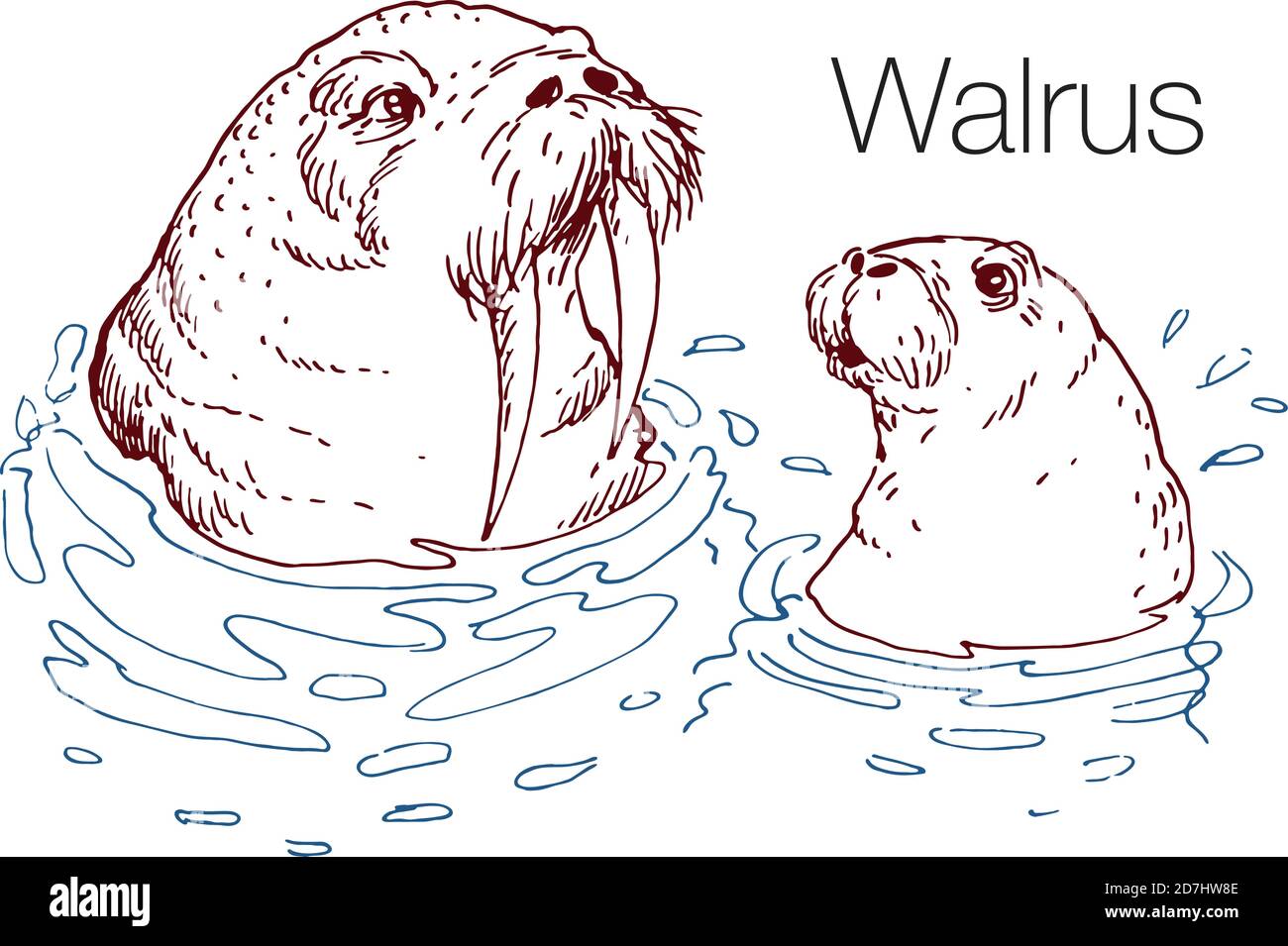 Walrus hand drawn vector illustration Stock Vector Image & Art - Alamy