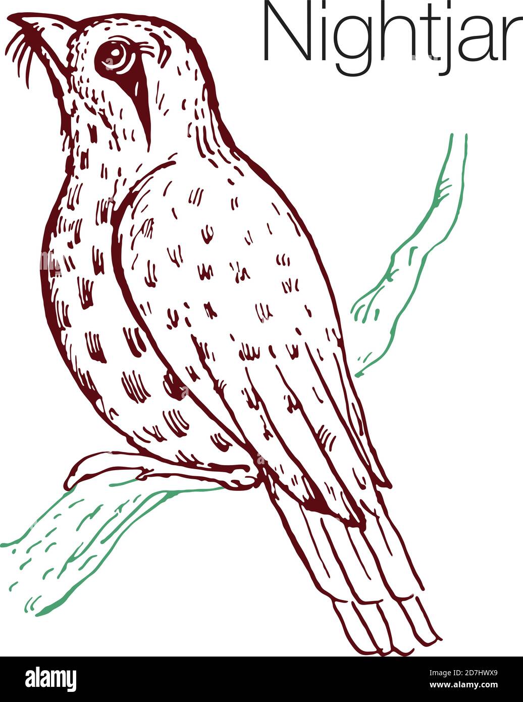 American nightjar Stock Vector Images - Alamy