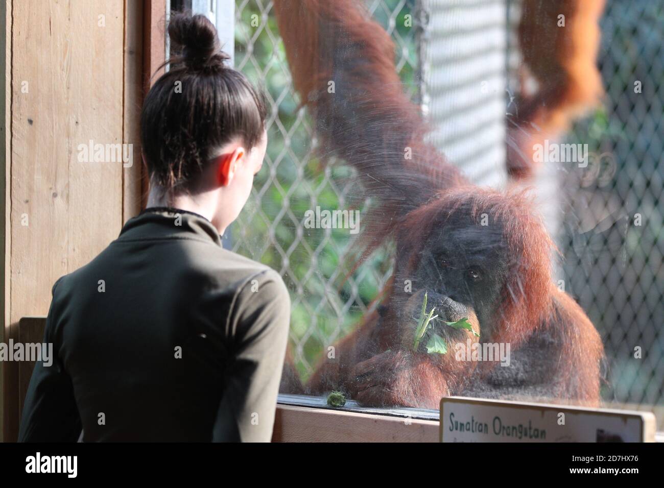 Chester zoo monsoon forest fire hi-res stock photography and images - Alamy
