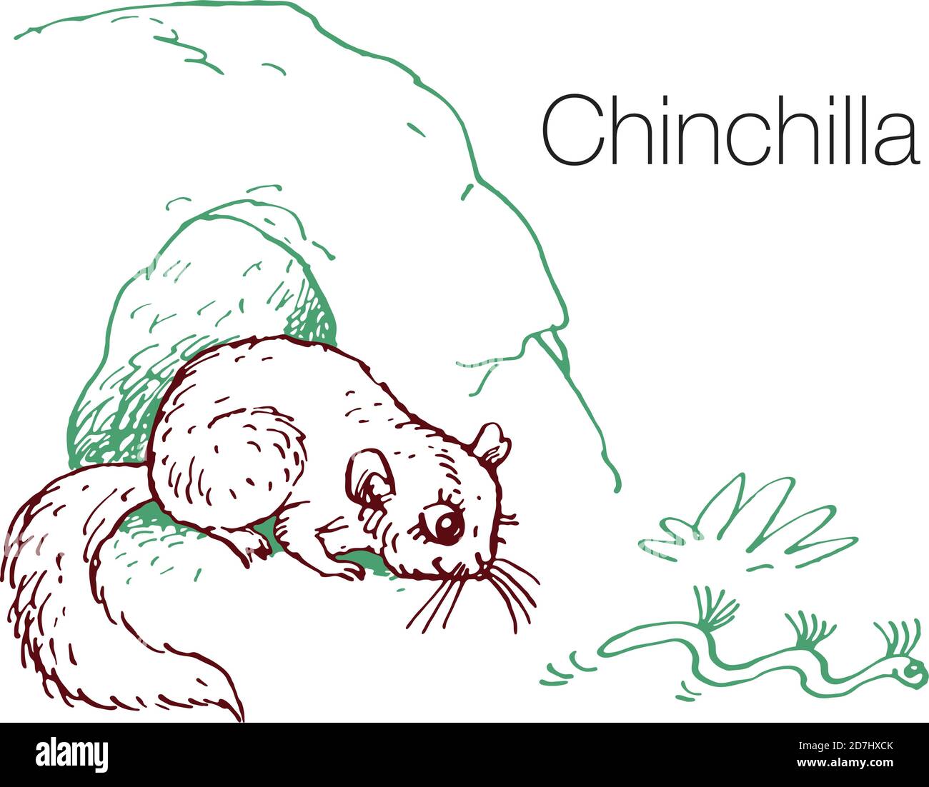 Chinchilla hand drawn vector illustration Stock Vector Image & Art - Alamy Chinchilla hand drawn vector illustration Stock Vector Image & Art - Alamy