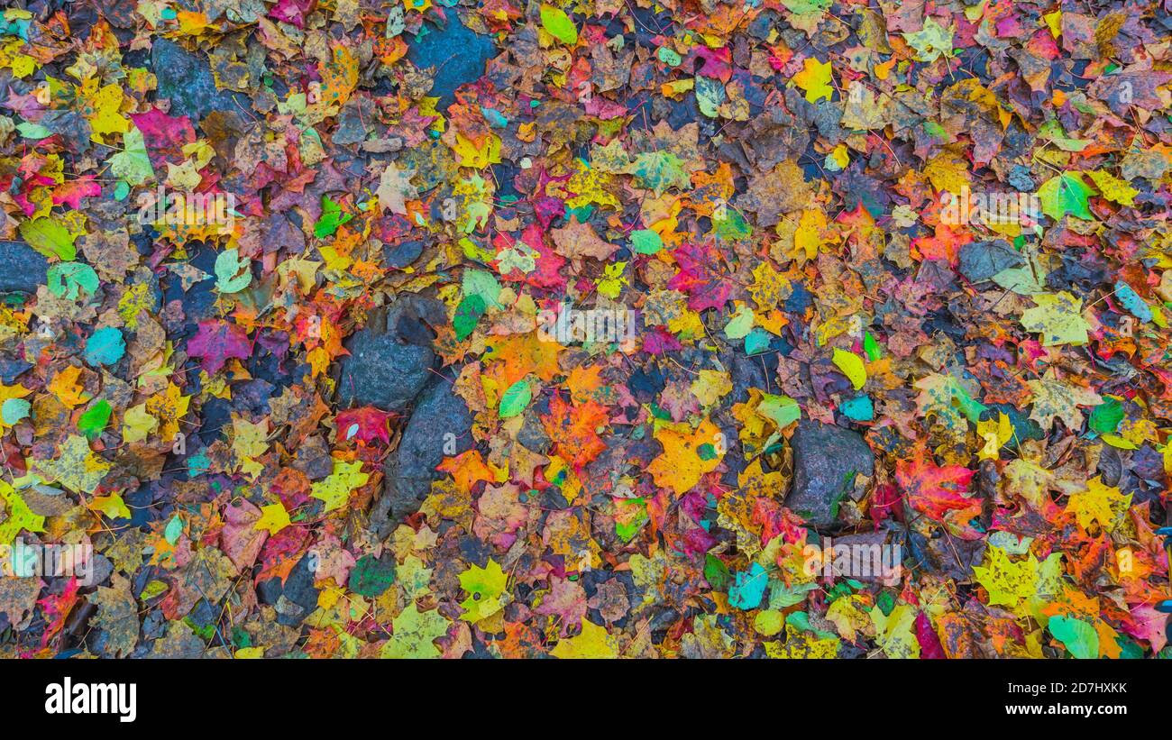 Colorful background of autumn leaves on the ground Stock Photo - Alamy