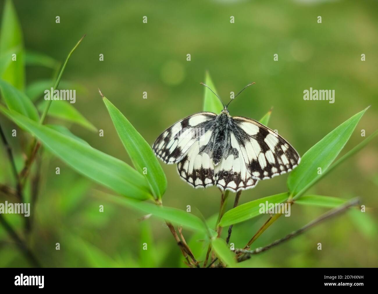Sleeping butterfly hi-res stock photography and images - Alamy