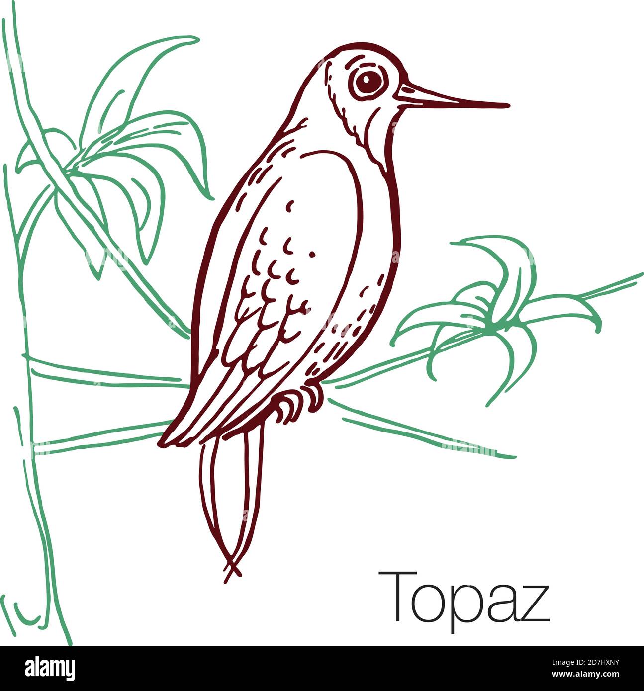 Topaz hand drawn vector illustration Stock Vector Image & Art - Alamy