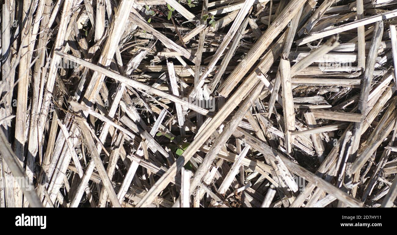 The background of old wood and straw. Texture background of gray wood ...