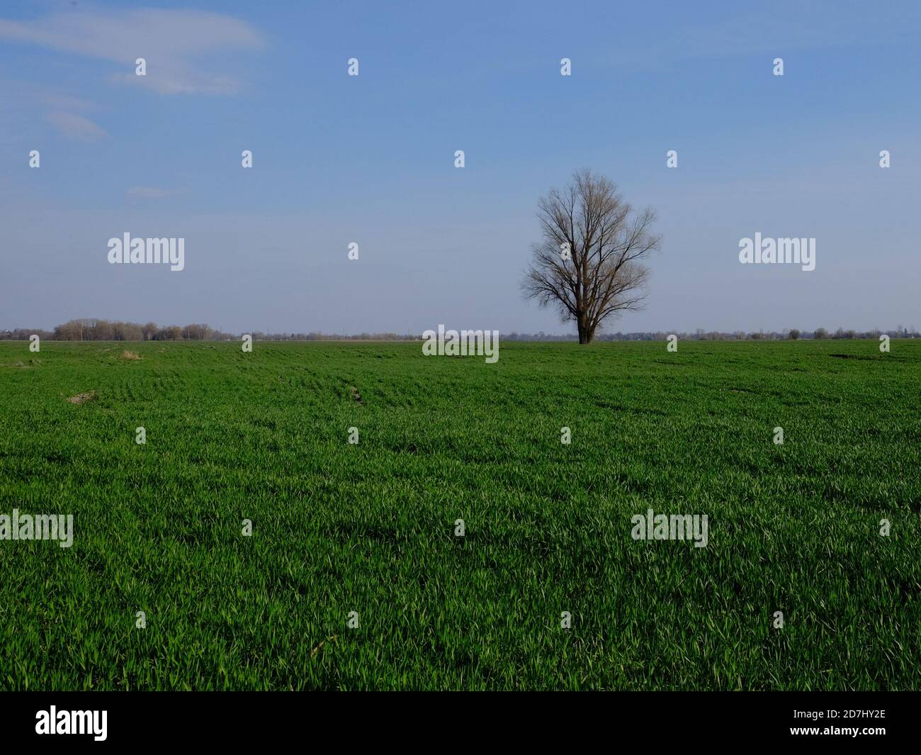 Beautiful single tree in a green field against a blue sky. Spring ...