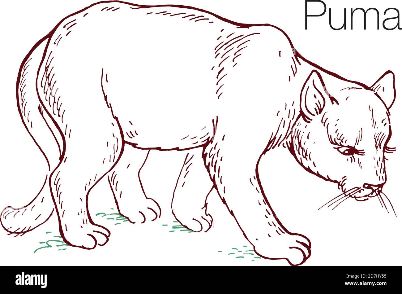Puma hand drawn vector illustration Stock Vector Image & Art - Alamy
