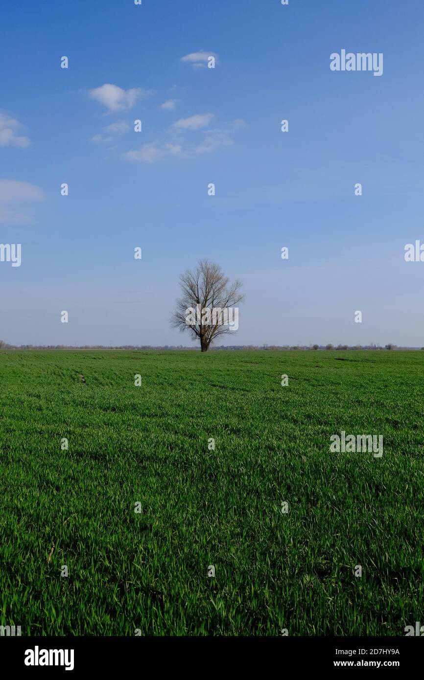 Single tree in field no background hi-res stock photography and images ...