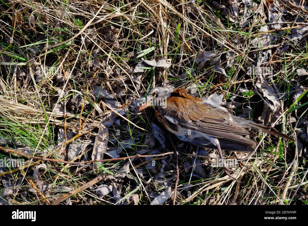 Animal themes fauna hi-res stock photography and images - Alamy