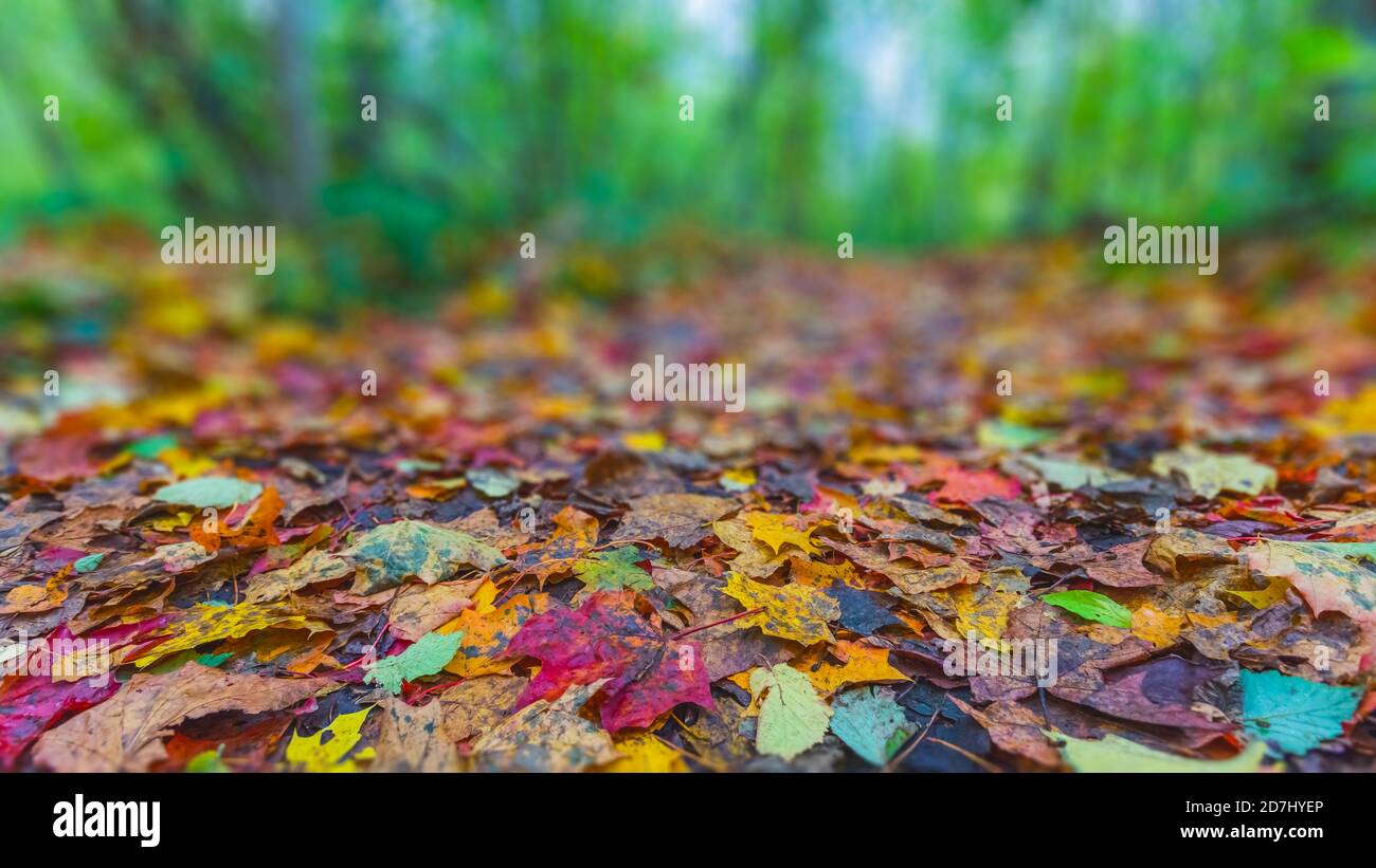 Colorful background of autumn leaves on the ground Stock Photo - Alamy
