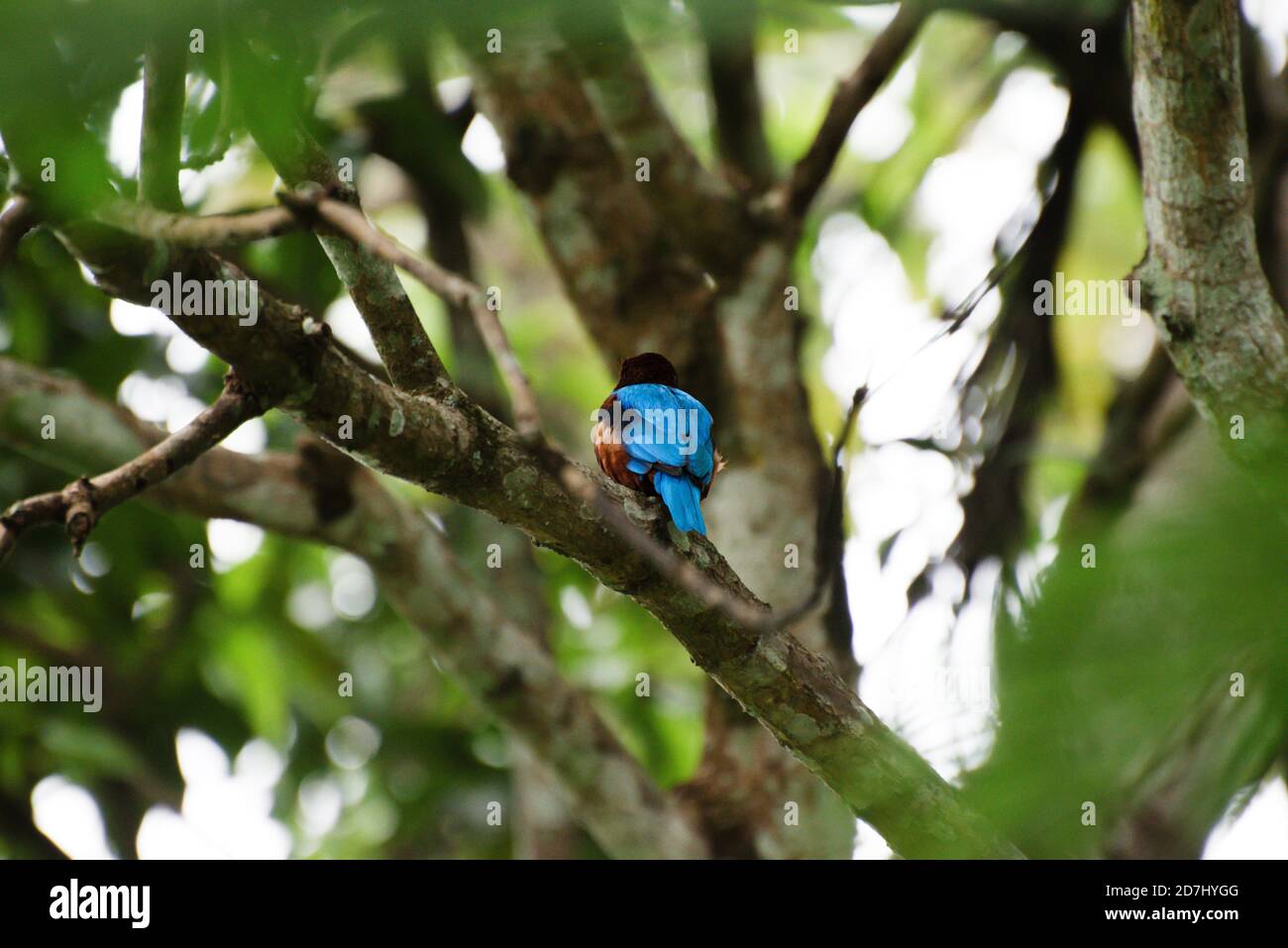 Indian kingfisher hi-res stock photography and images - Alamy