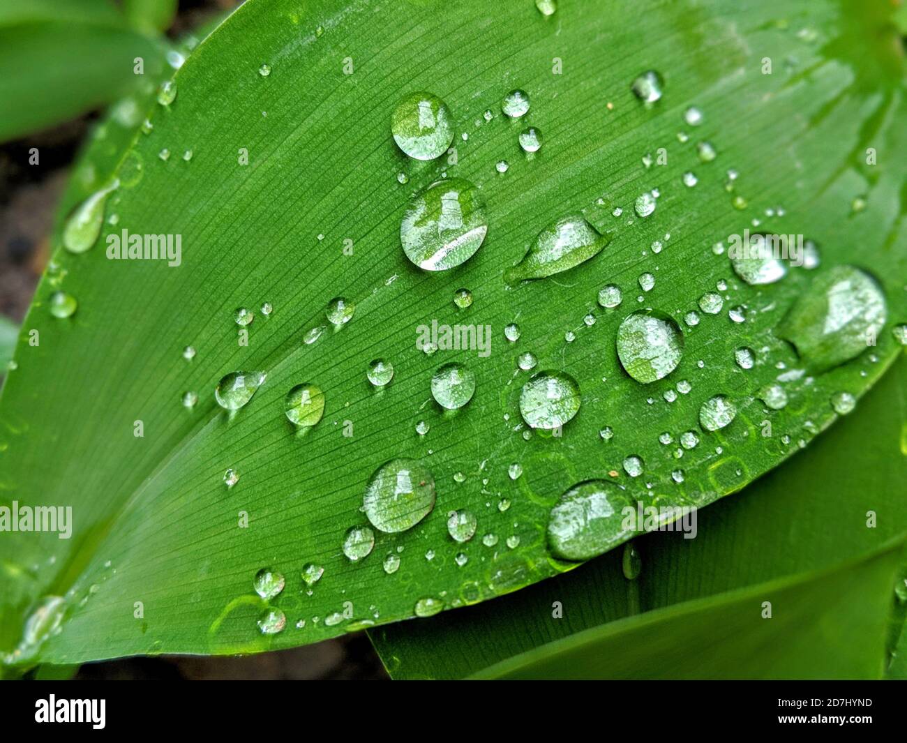 Lily valley drops hi-res stock photography and images - Alamy