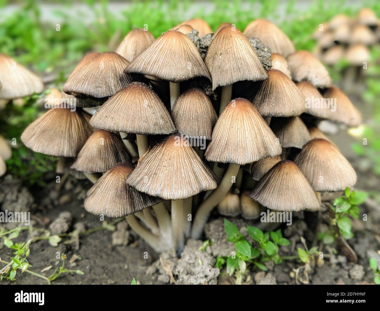 Bunch of mushrooms in their natural environment Stock Photo - Alamy
