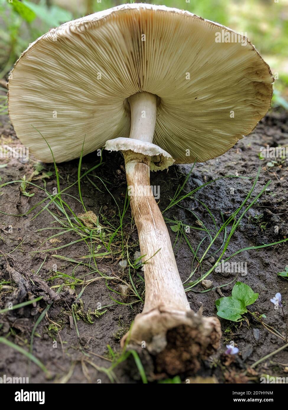 Single mushroom in the forest Stock Photo - Alamy