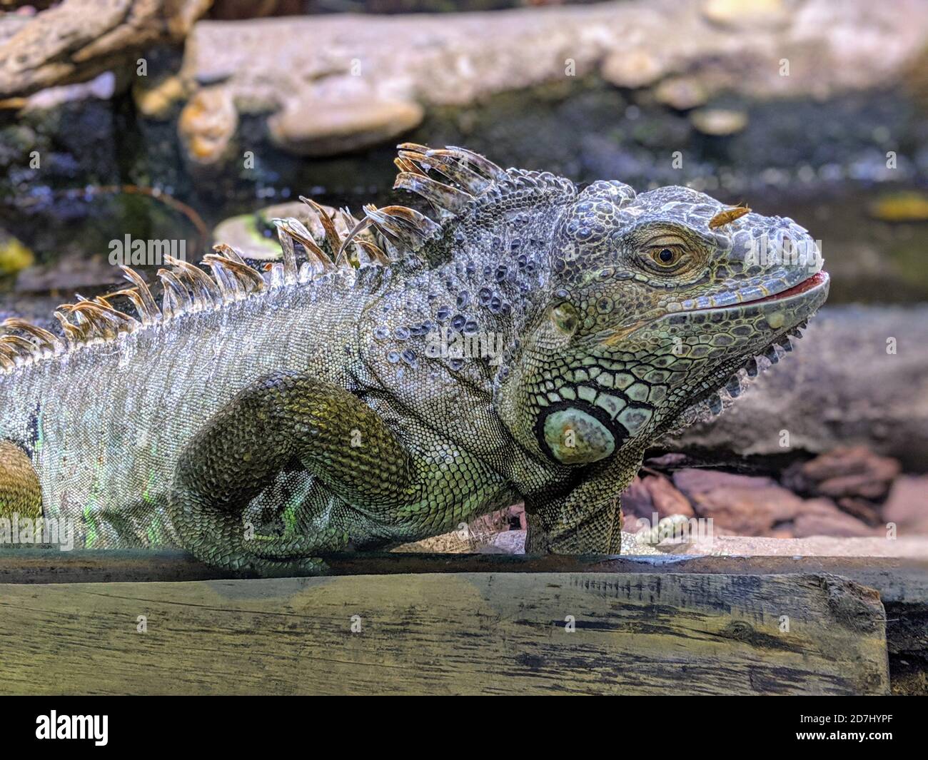 Iguana in the zoo hi-res stock photography and images - Alamy