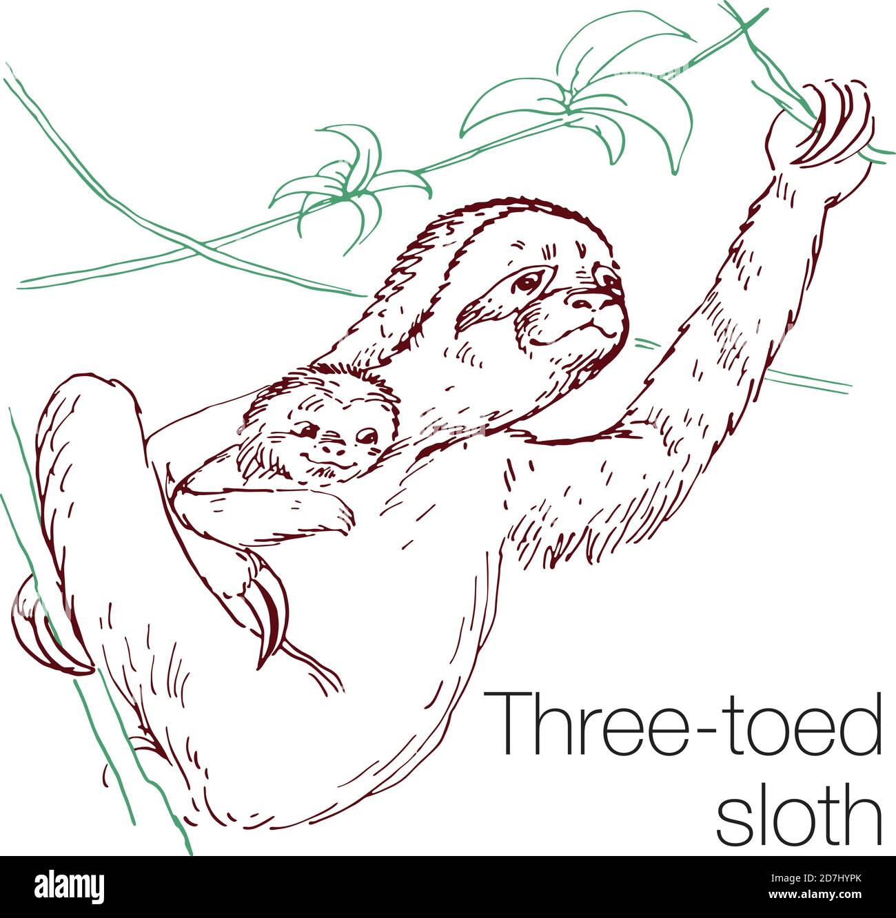 Three toed sloth art hi-res stock photography and images - Alamy