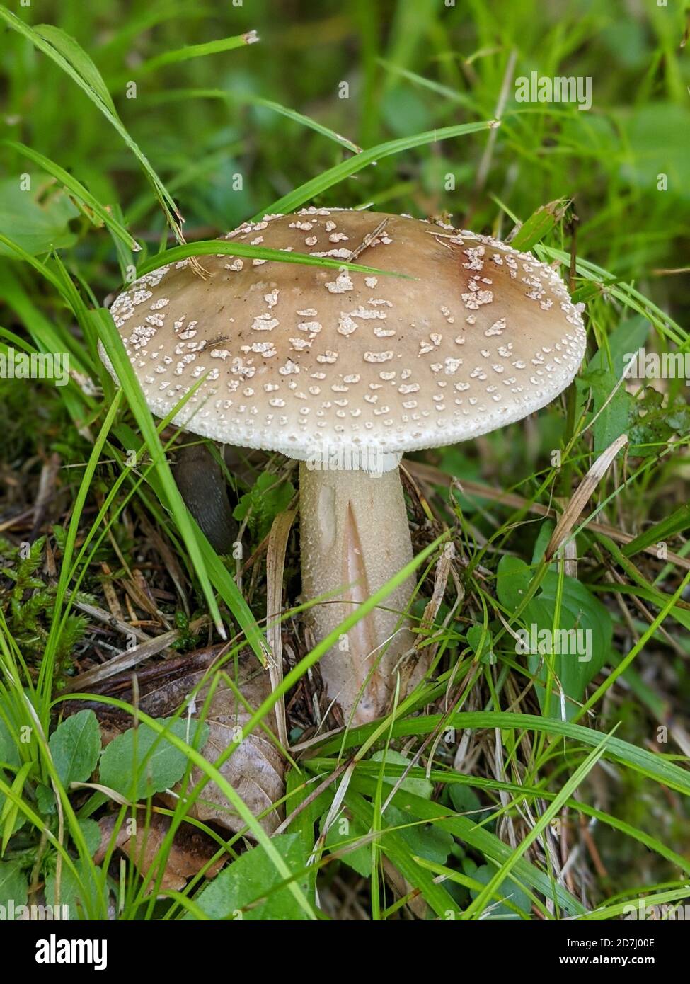 Single mushroom in the forest Stock Photo - Alamy