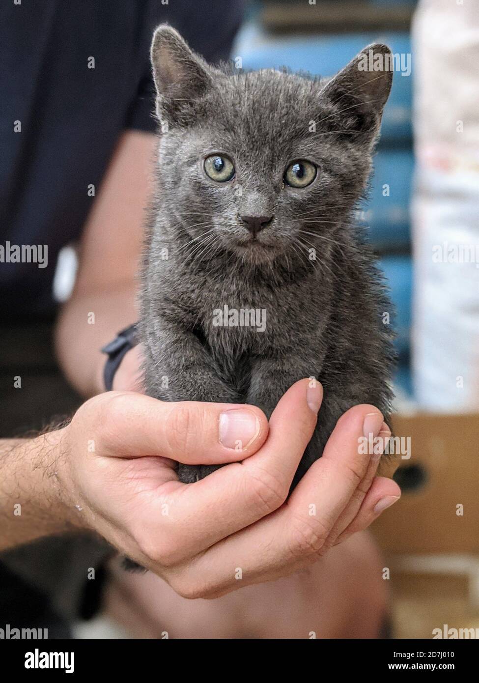 Kitten held hi-res stock photography and images - Alamy