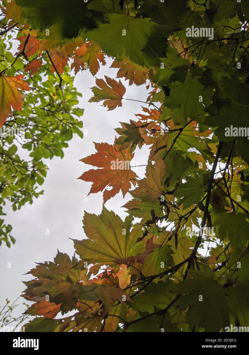 Fall leves hi-res stock photography and images - Alamy