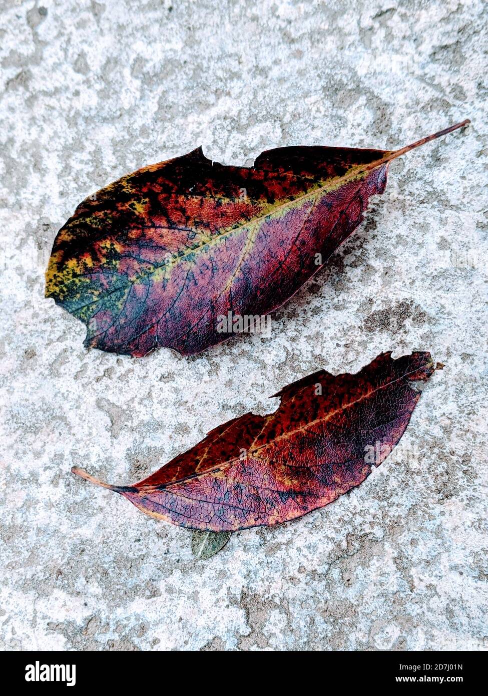 Fall leaves with beautiful colors Stock Photo - Alamy