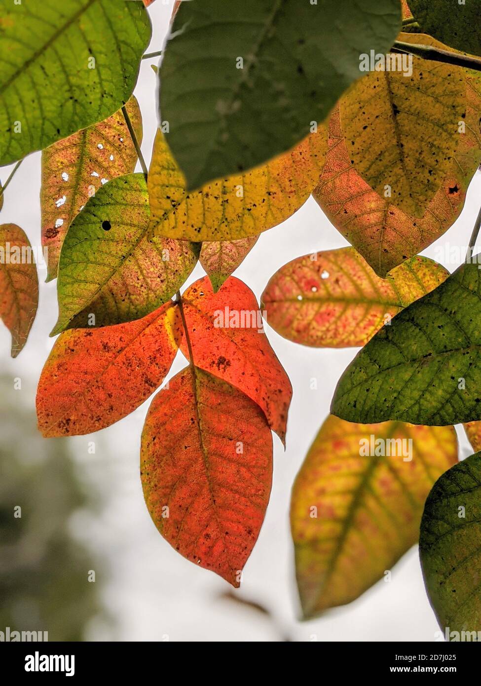 Fall leaves with beautiful colors Stock Photo - Alamy