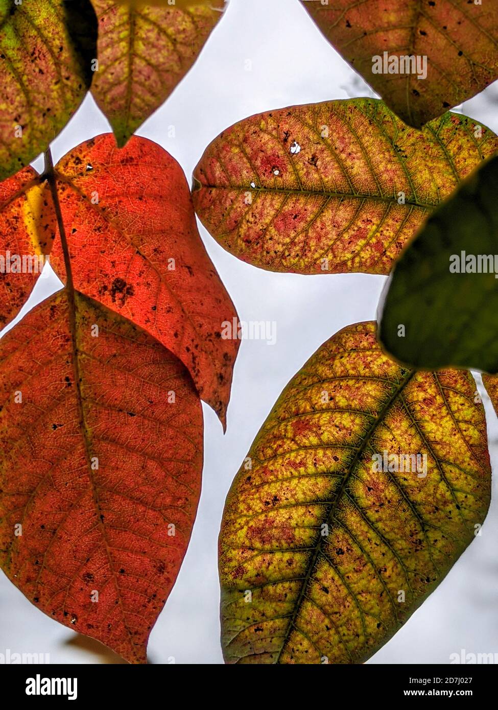 Fall leaves with beautiful colors Stock Photo - Alamy
