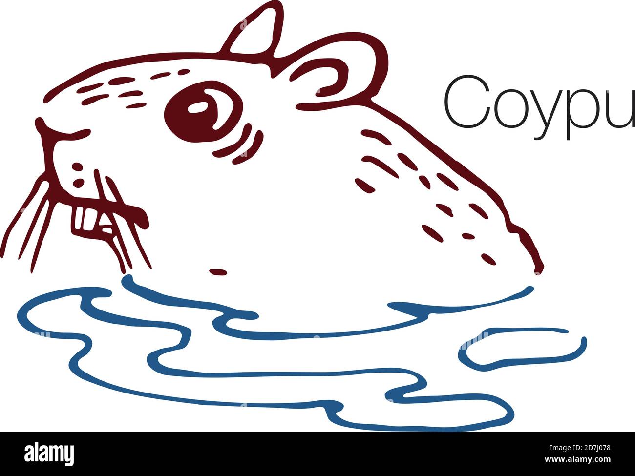 Coypu hand drawn vector illustration Stock Vector Image & Art - Alamy