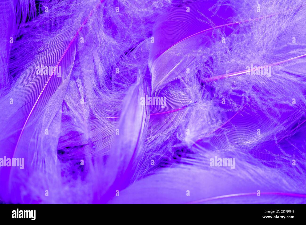 Beautiful background of violet tropical birds feathers. Bird natural ...