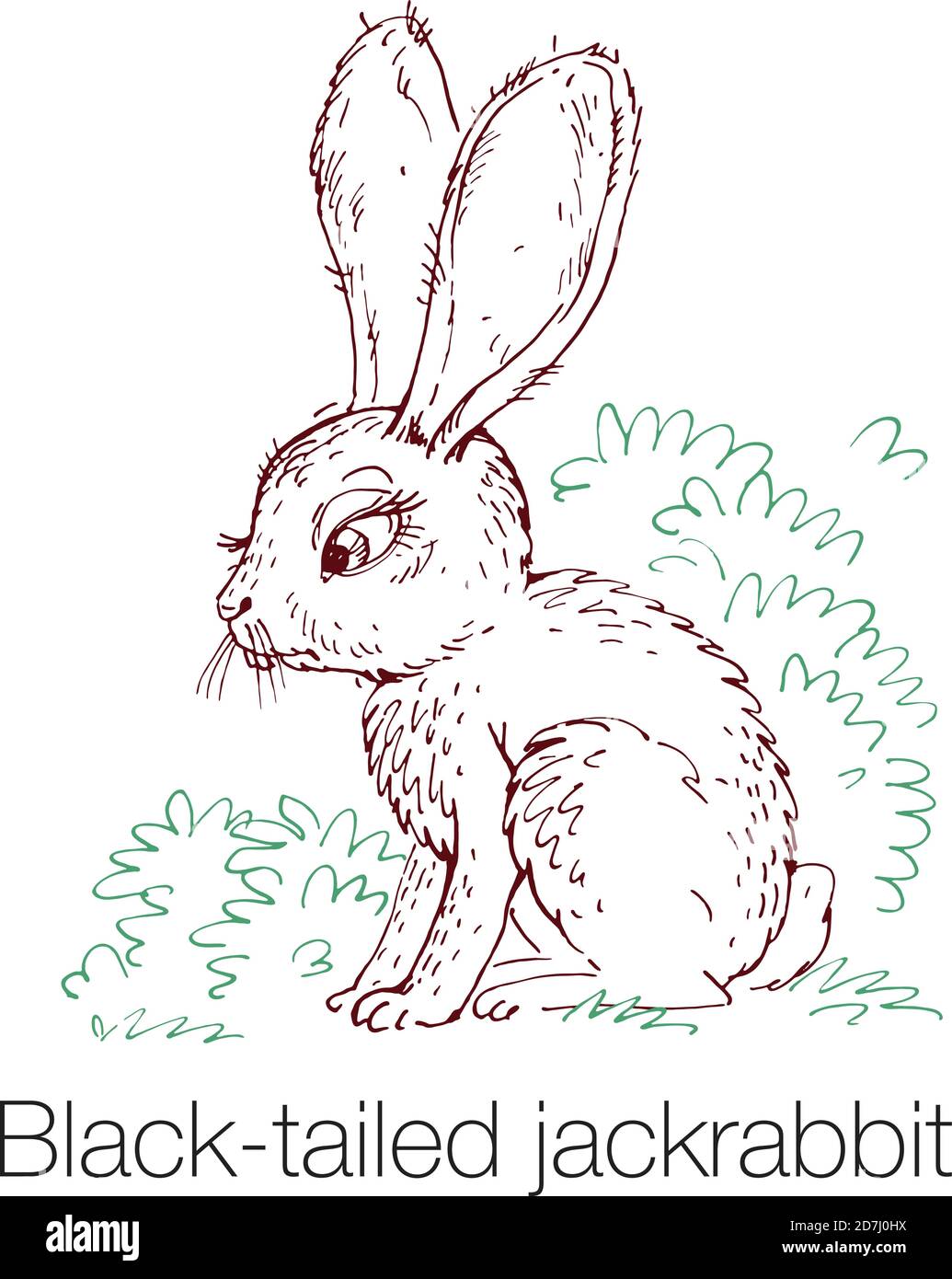 Hare Drawing High Resolution Stock Photography and Images - Alamy