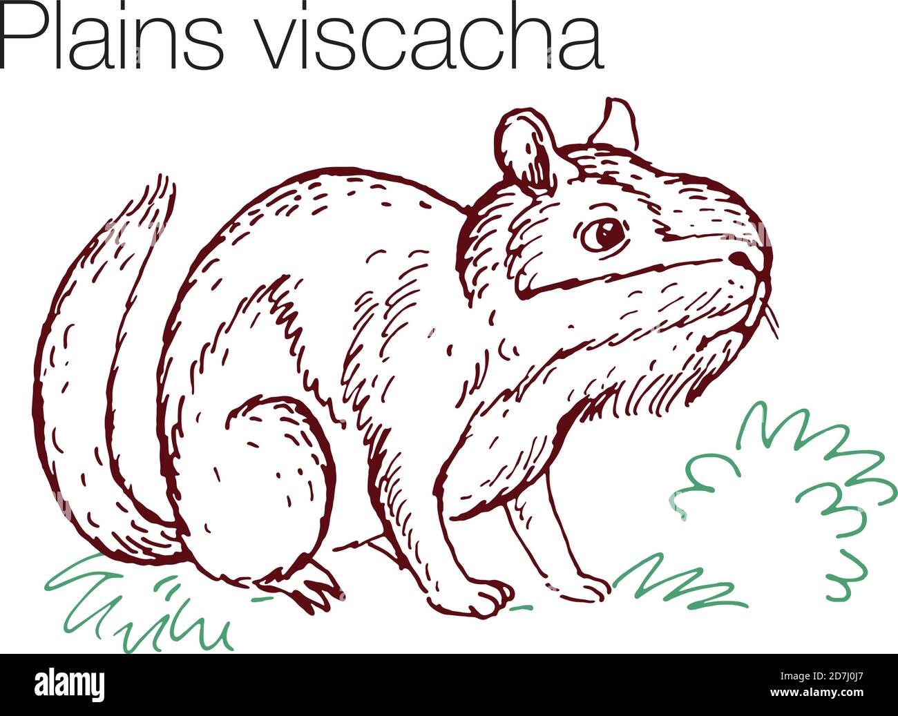 Plains viscacha hand drawn vector illustration Stock Vector Image & Art ...