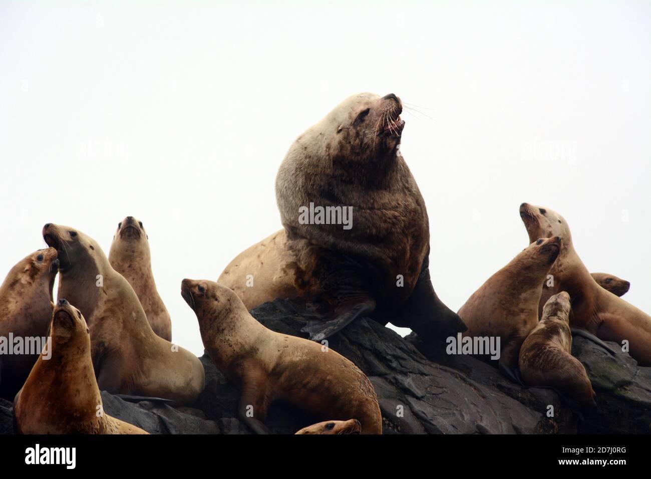 A colony of steller sea lions, including a large male (bull), on a ...