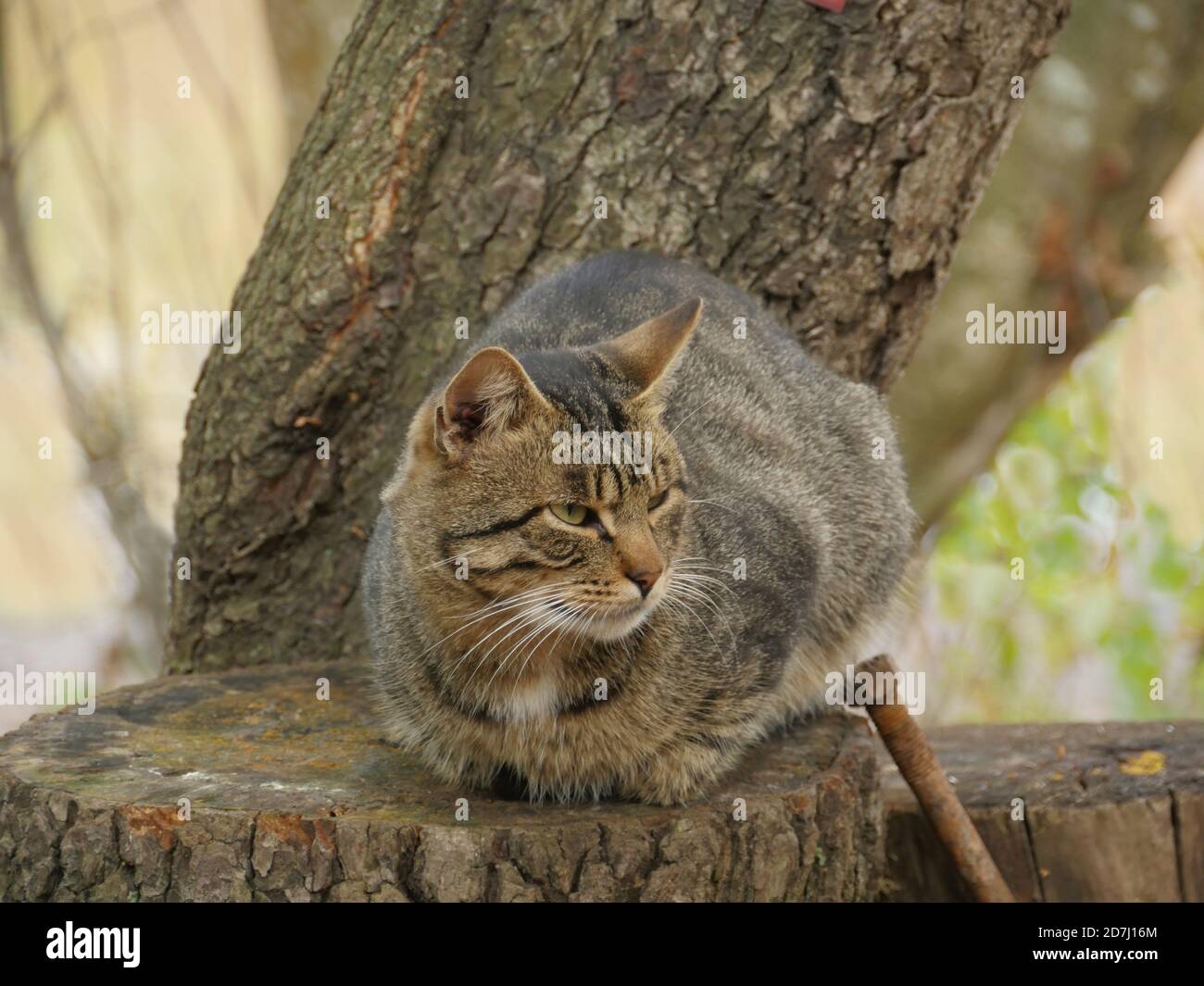 angry tabby baleen cat sitting on a tree stump close-up Stock Photo - Alamy