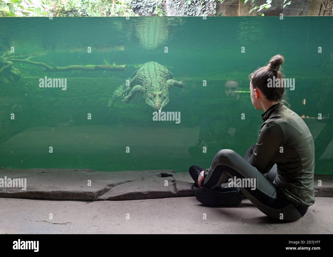 Chester zoo monsoon forest fire hi-res stock photography and images - Alamy
