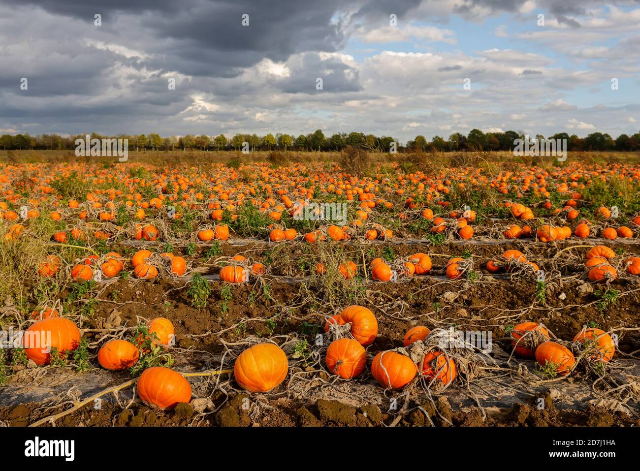 Cologne, North Rhine-Westphalia, Germany - Pumpkin field, Hokkaido ...