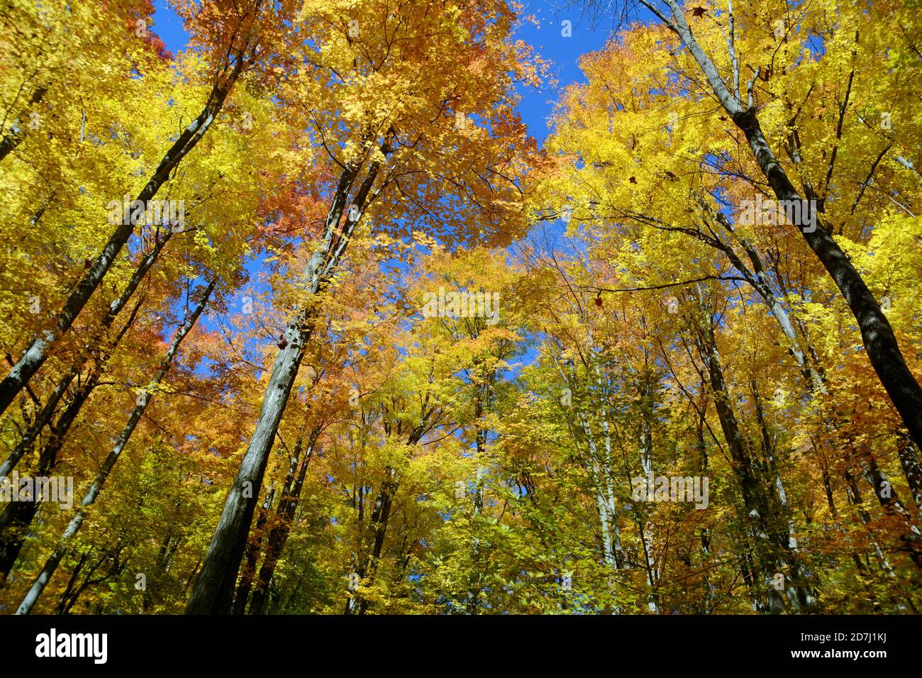 Fall deciduous forest hi-res stock photography and images - Alamy