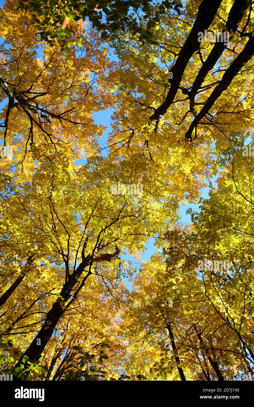 Fall colours in a deciduous forest in autumn along the Bruce Trail ...