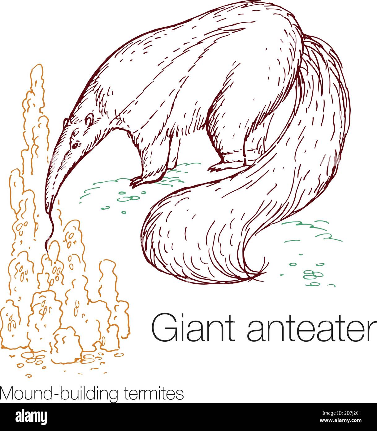 Giant anteater and mound-building termites hand drawn vector ...