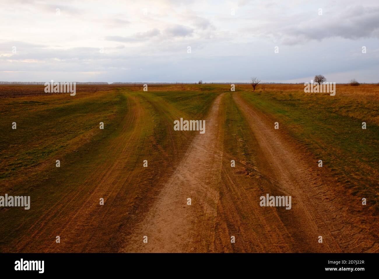 Two diverging dirt roads. A fork in two roads in a field in the late ...