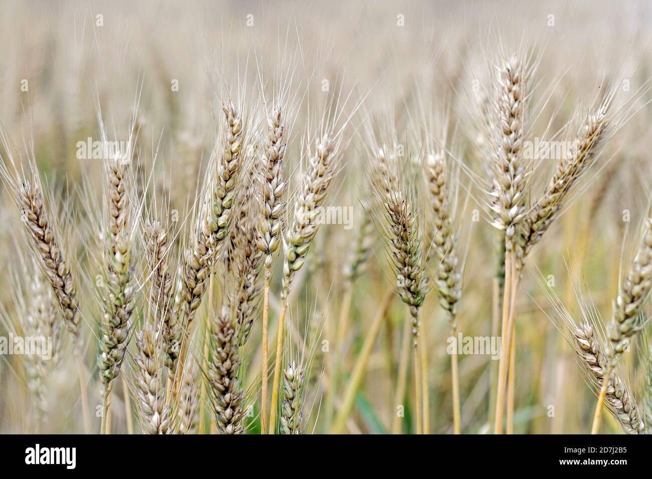 golden wheat paddy in field at farmland Stock Photo - Alamy