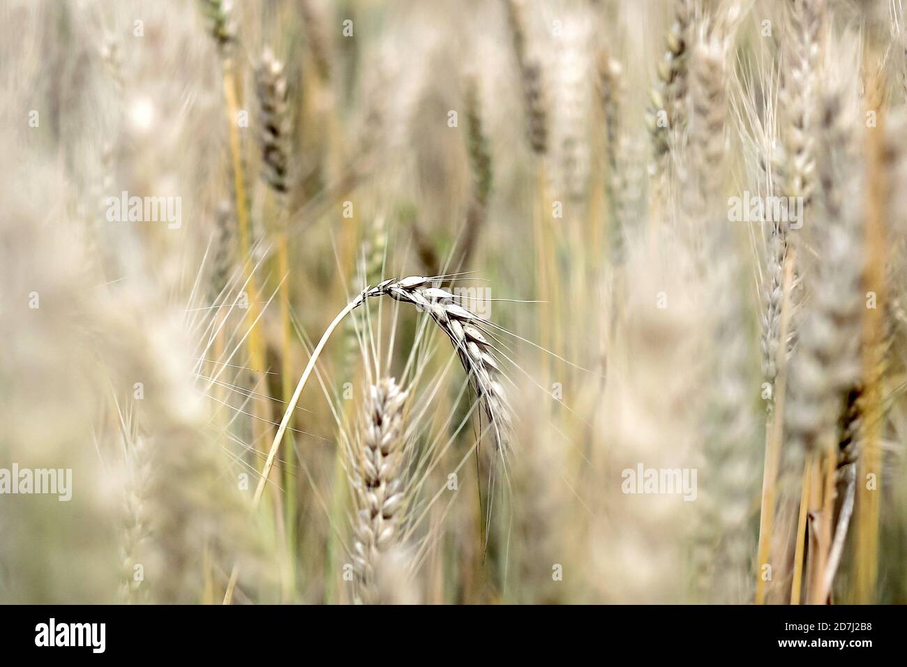 golden wheat paddy in field at farmland Stock Photo - Alamy