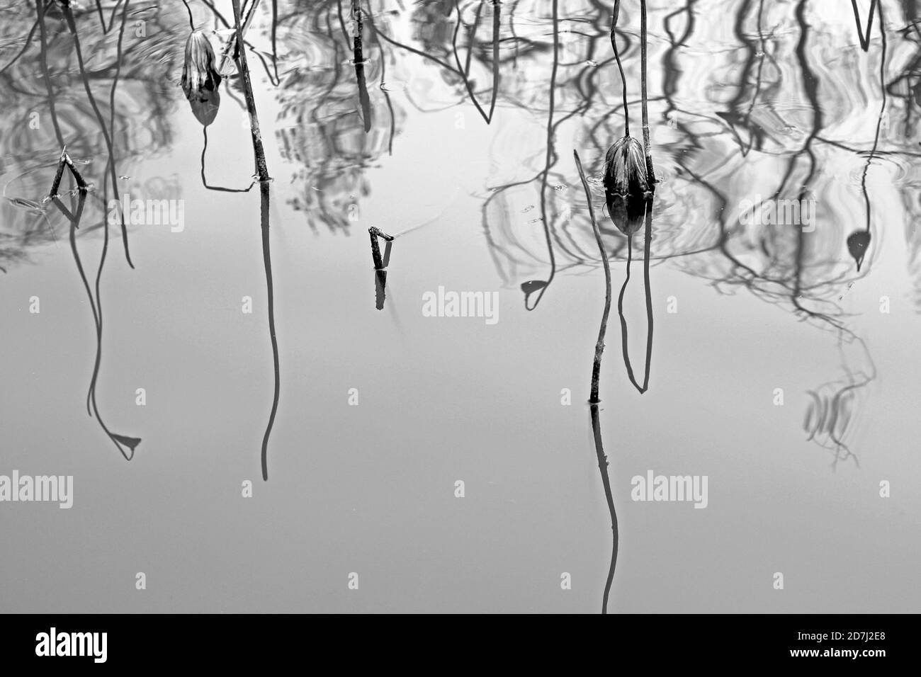 Dead lotus plant in hi-res stock photography and images - Alamy