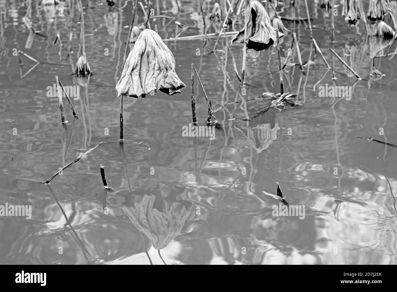 Sacred cycle Black and White Stock Photos & Images - Alamy